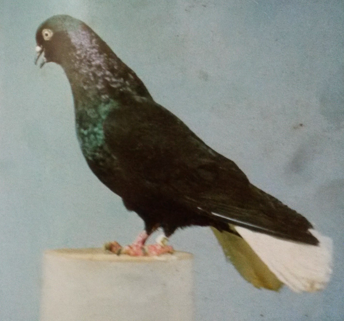 Syrian Fantail Pigeon origin description size ornaments colors comment ...