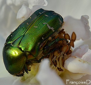 Natur' L: Admiration du merveilleux Scarabée vert métallique...