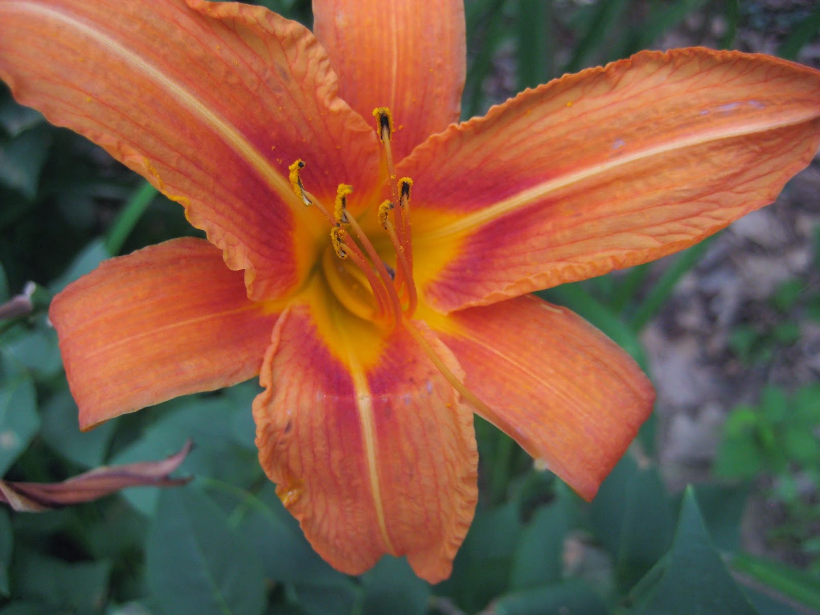 The Meditative Gardener: Daylily Tubers