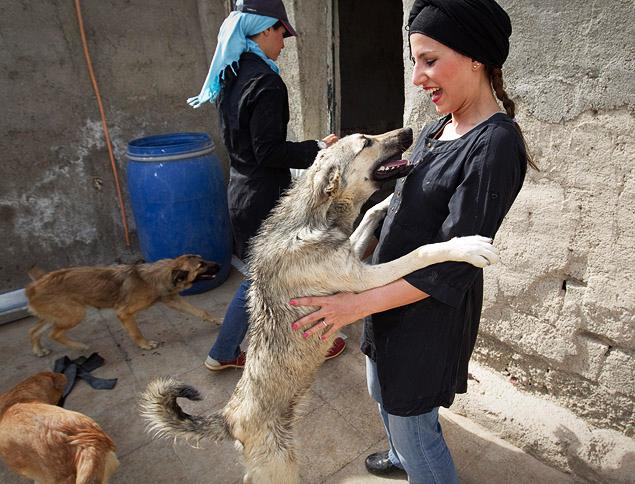 White Wolf : Iran set to ban dogs from public places or being driven ...