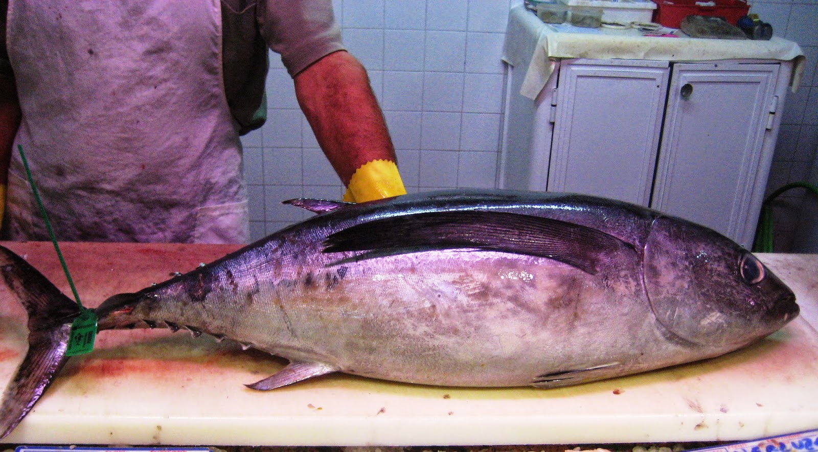 El rincón de Mundín: LOS TÚNIDOS: DIFERENCIAS ENTRE EL ATÚN, EL BONITO ...