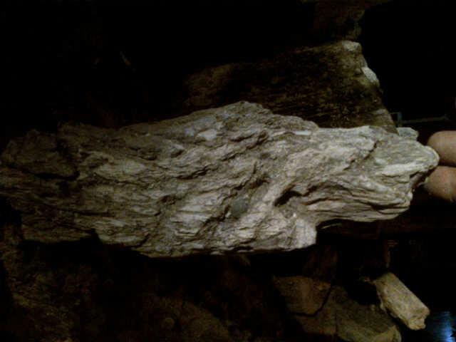 Museum Fosil Kayu Indonesia: GURATAN, WARNA, DAN BERAGAM BENTUK FOSIL KAYU