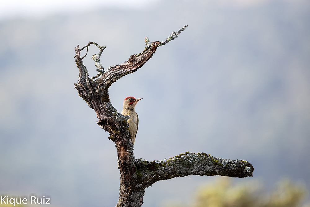 Pito real, el pajaro carpintero - Blog de fotografía y naturaleza