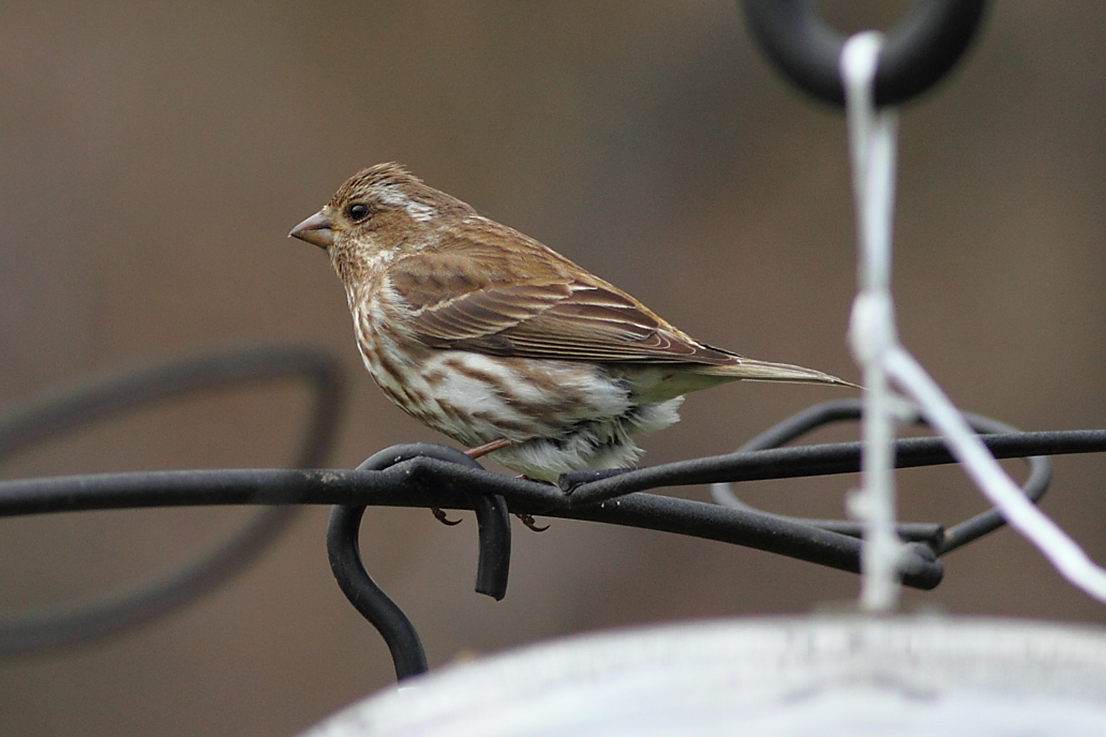 Ann Brokelman Photography: Oriole, Cardinal, Purple Finch, Grosbeak ...