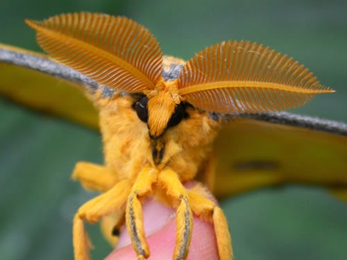 Animales curiosos por el mundo: INSECTOS RAROS Y ASOMBROSOS (1ª entrega)