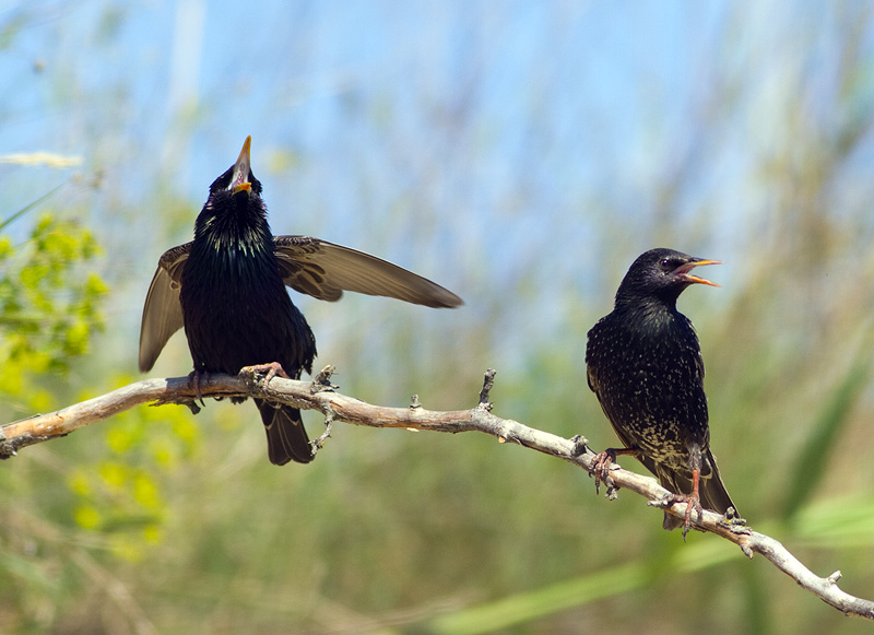 Dan din Delta Dunării: DESPRE CUIBURI