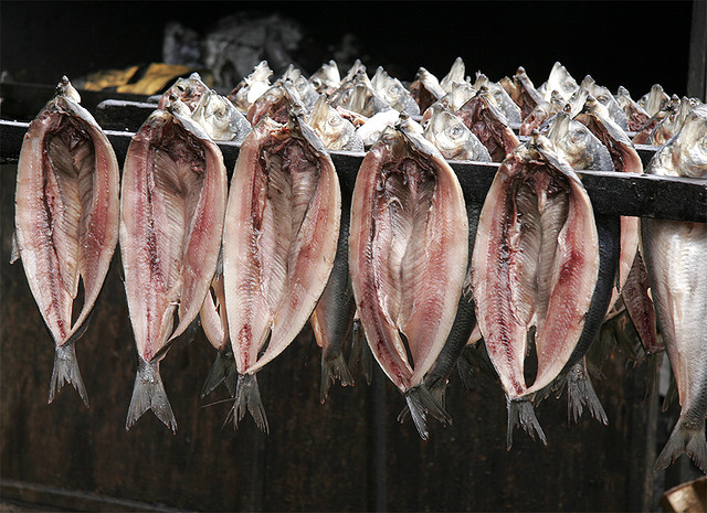 Un mot chaque jour: Saur