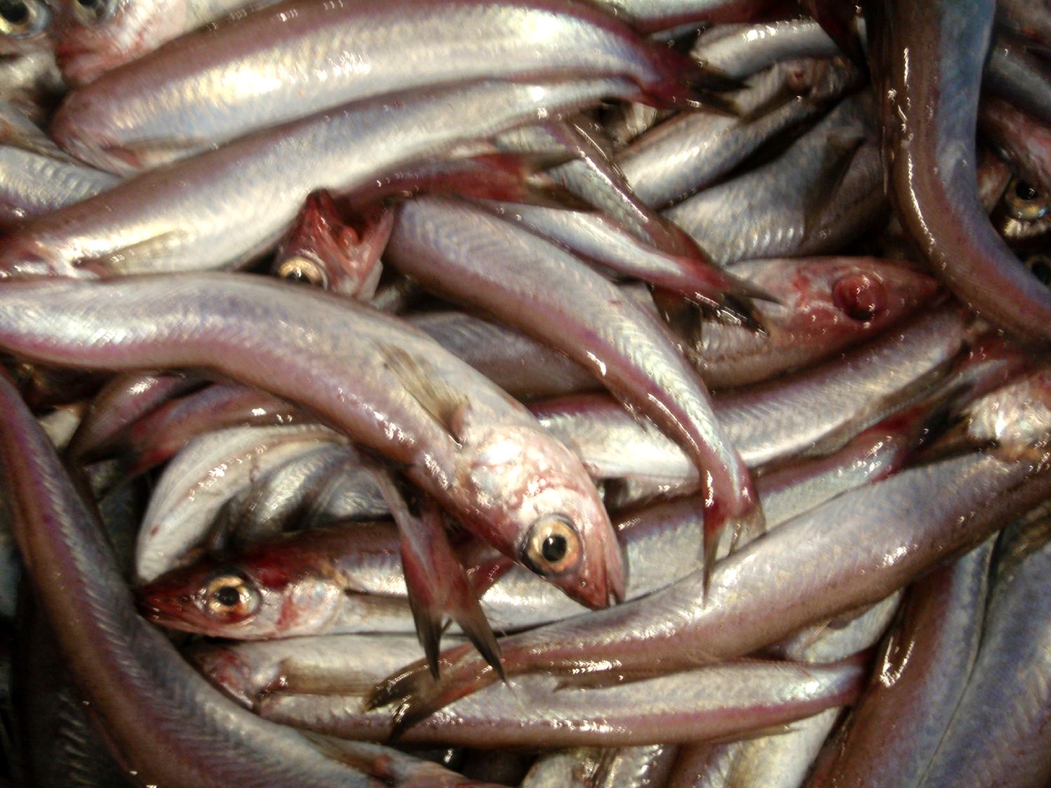 Blue Whiting Survey: Start van de blauwe wijting survey - editie 2018 ...