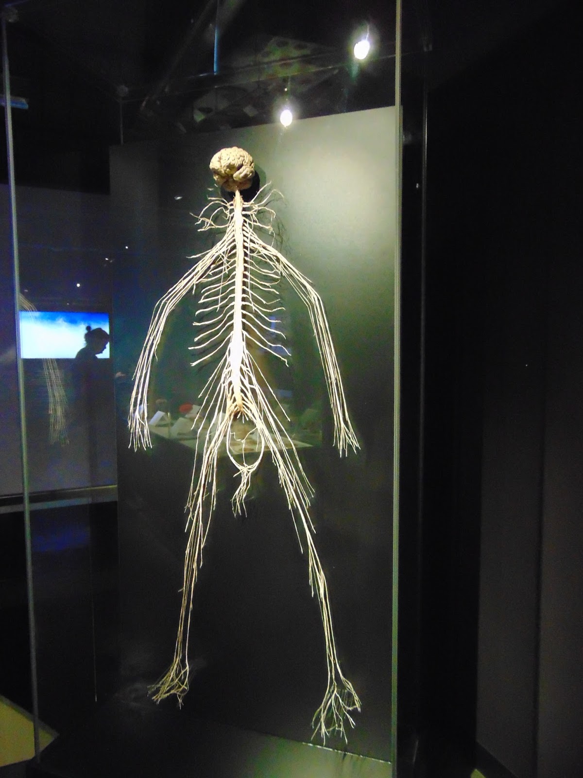 JRCS Science Ambassadors: BODY WORLDS: The Project Happiness Exhibition ...