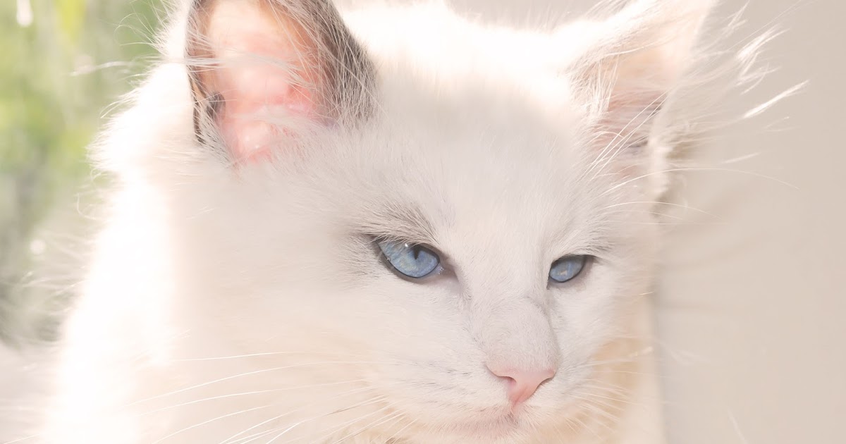 I'm Not Amused - Cat Picture Of The Week