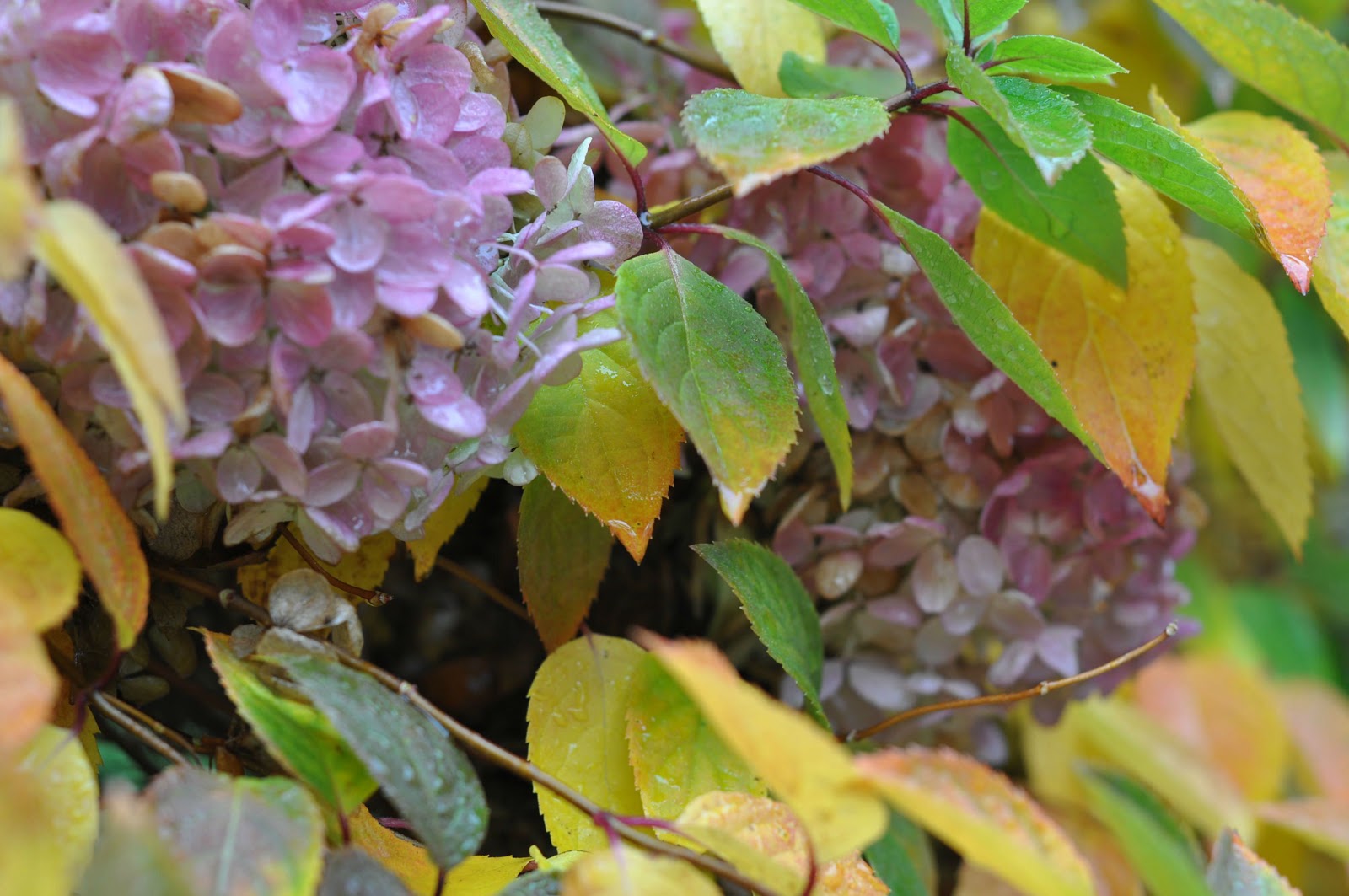 Foreverhouse: Fall Hydrangeas