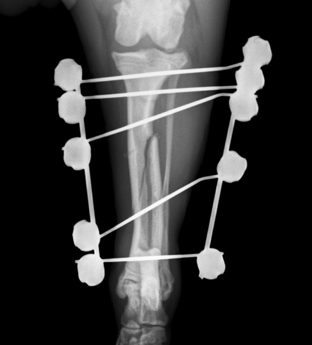 Traumatología y Ortopedia Veterinaria: Traumatologia