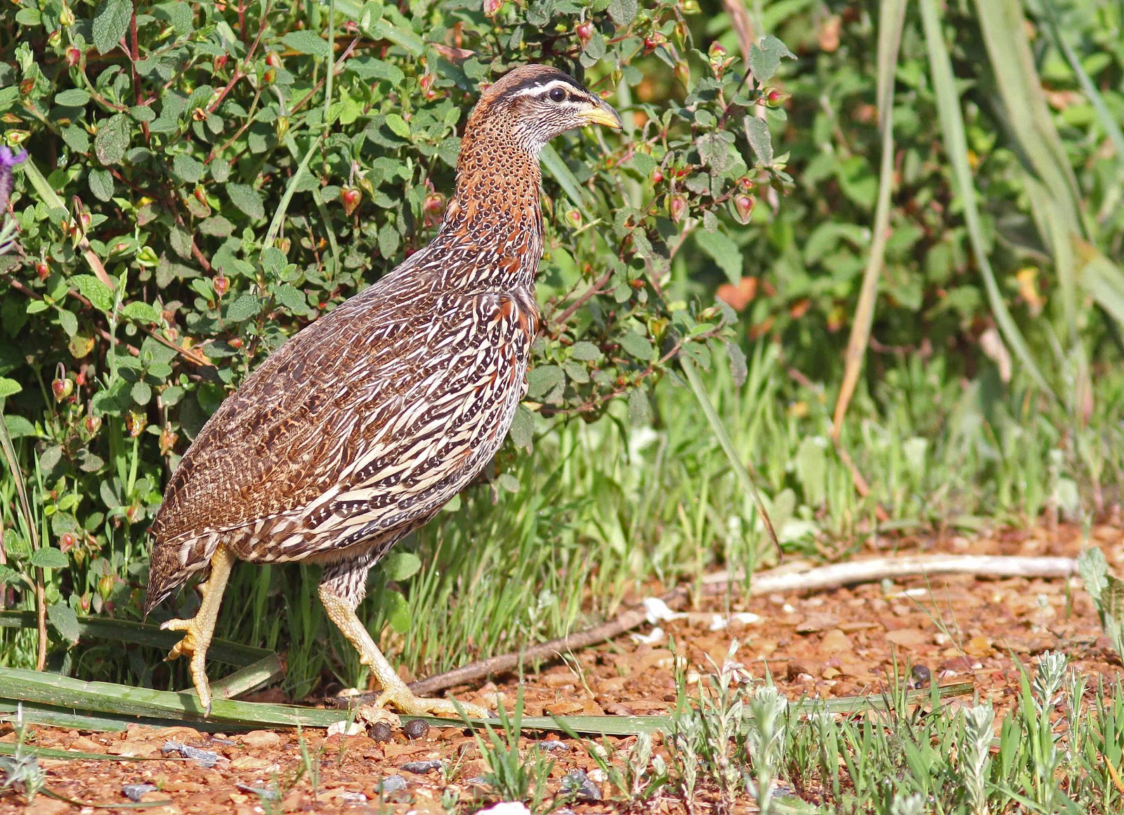 Non-Stop Birding: Morocco Day Eleven
