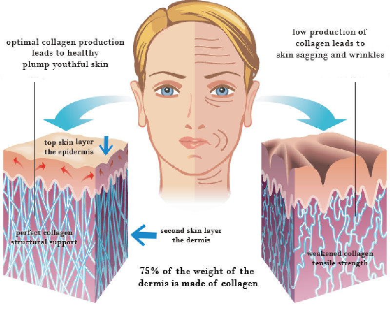 Skin Care Advice Blog How To Naturally Increase Collagen Production