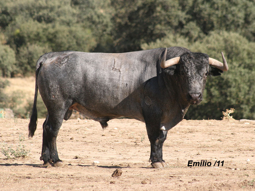 Toro, Torero y Afición: Toros de Adolfo Martín reseñados para la Feria ...