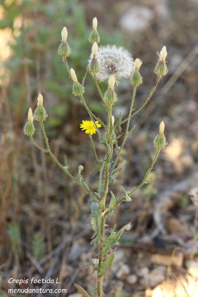 Menuda Natura: Crepis foetida L.
