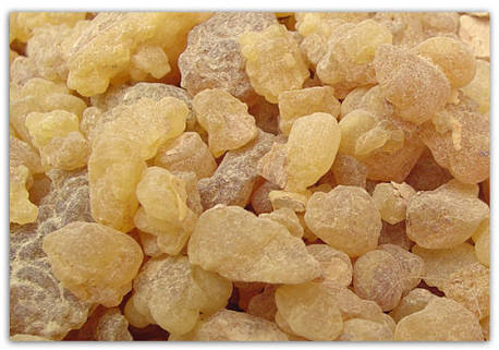 Olibanum (Balsamodendron mukul)كندر