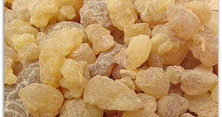 Olibanum (Balsamodendron mukul)كندر