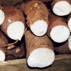 Página de curiosidades y más: ¿Cómo nació la mandioca según la leyenda?