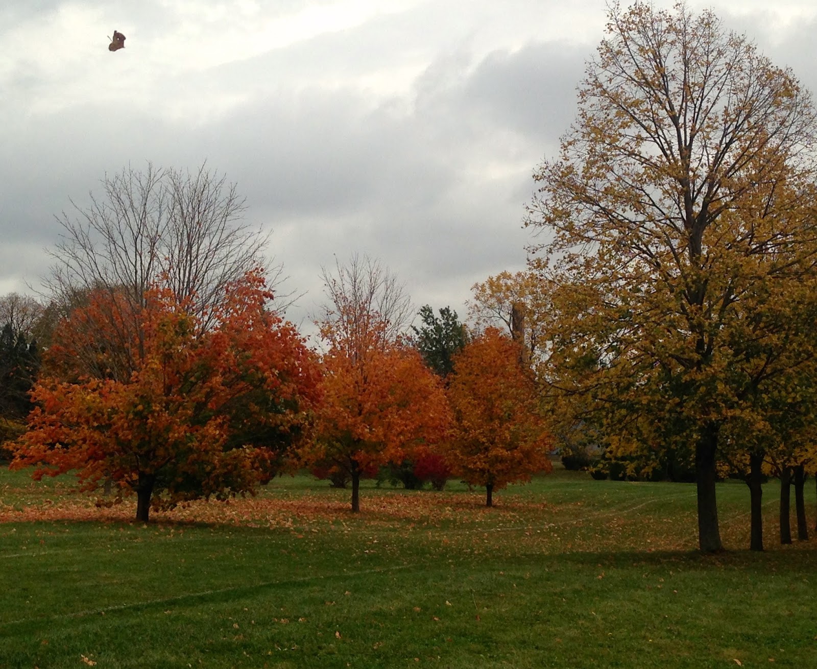 Amy's Creative Pursuits: The University of Illinois Arboretum