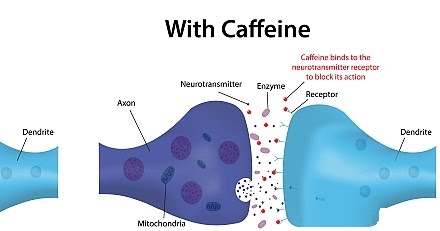 Counting Sheep: The Many Ways Sleep Disorders Lead to Cognitive ...