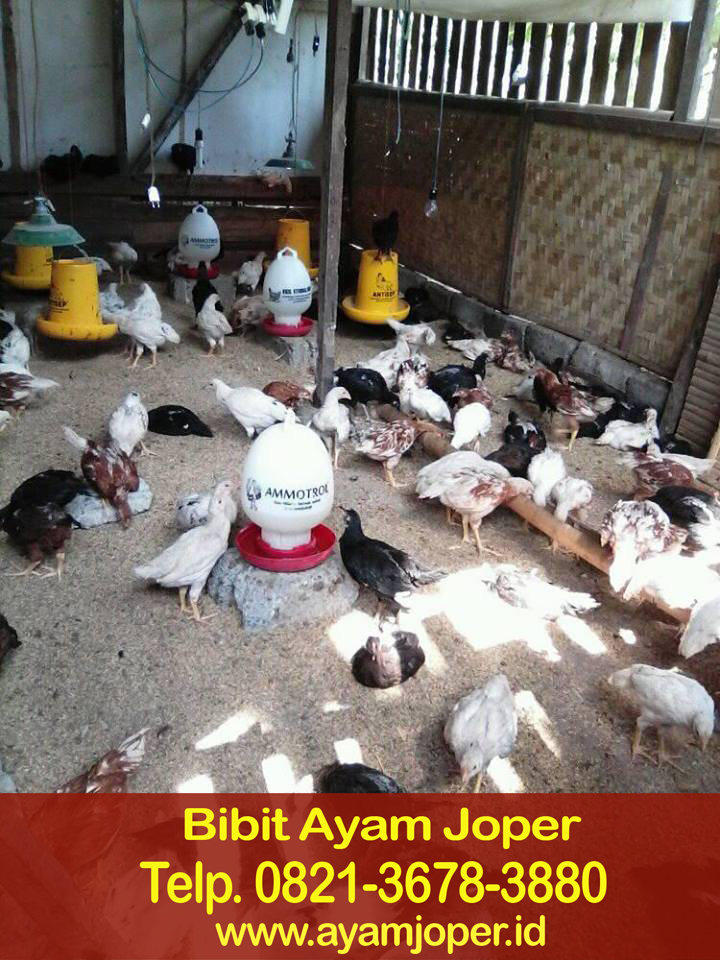 Jual Bibit Ayam Kampung Super Surakarta