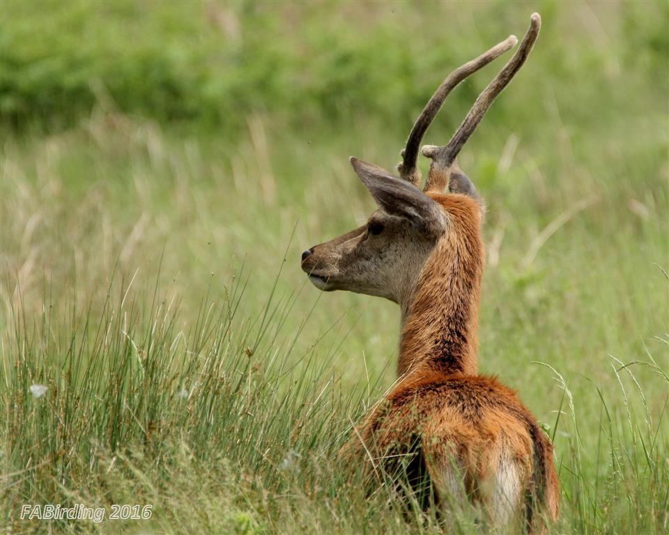 FABirding: Stags in Velvet.