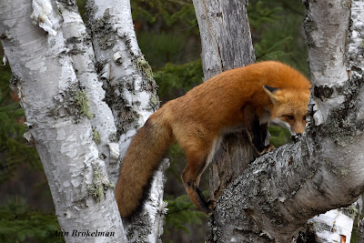 Ann Brokelman Photography: Red Fox climbing a tree!!!!