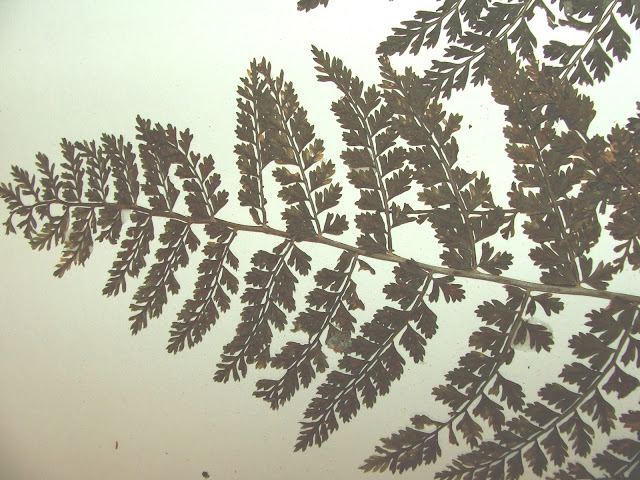 FAMILIA DE HELECHOS EN PUERTO RICO: ASPLENIACEAE ASPLENIUM Y HEMIDICTYUM