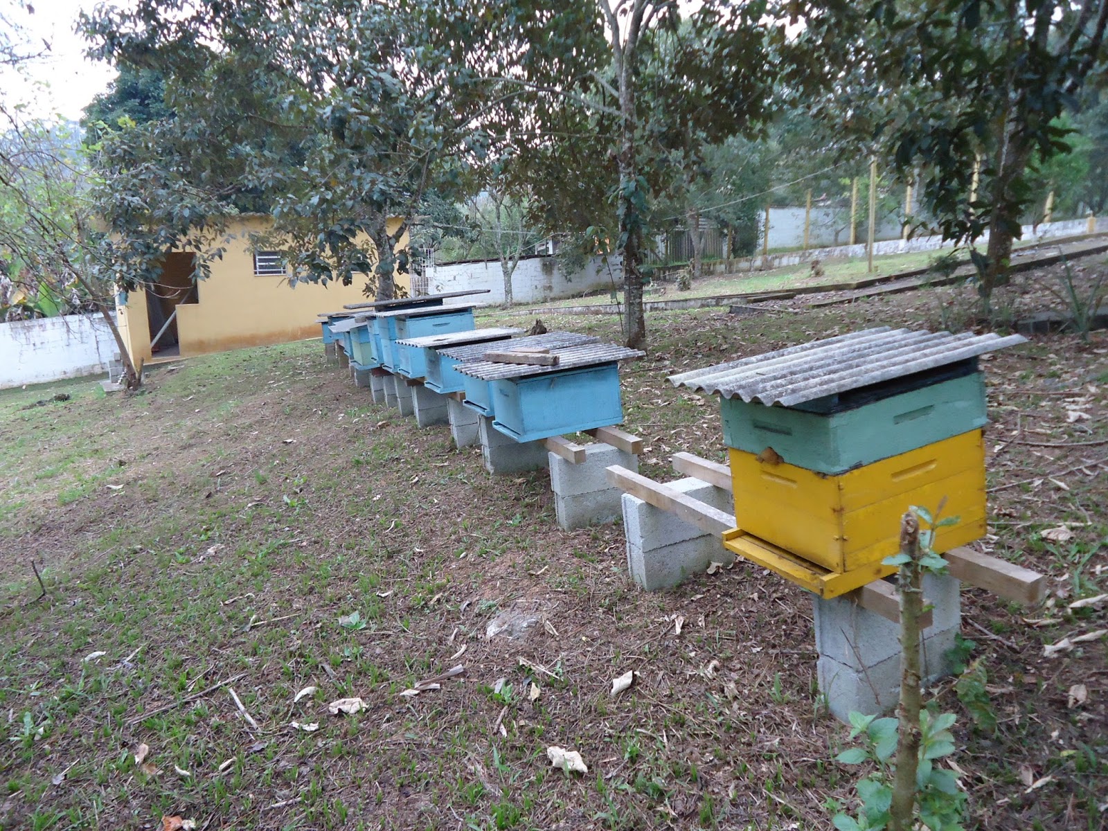 Apicultor e Produtor Vicente do Amaral