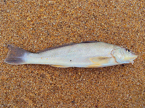 Diário de um Pescador: Peixes de Praia - Betara