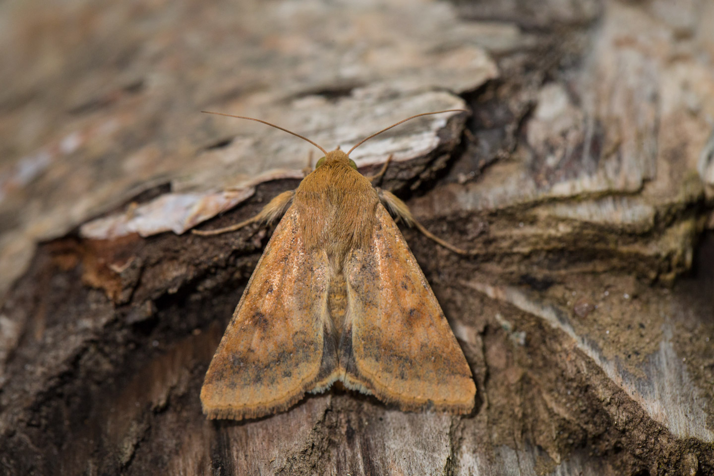 Darley Dale Wildlife: Scarce Bordered Straw - a migrant moth at last!