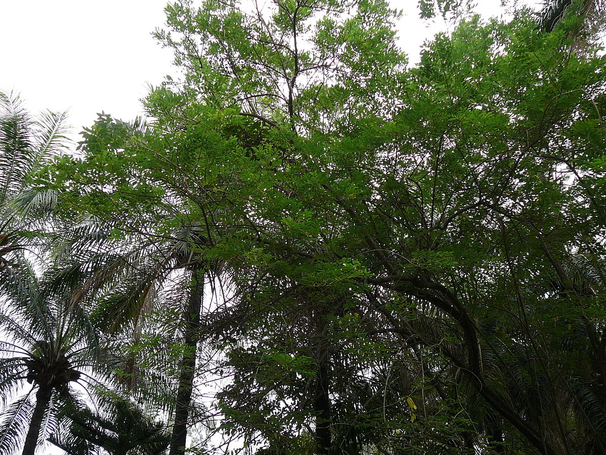 kakawate - philippin news collections