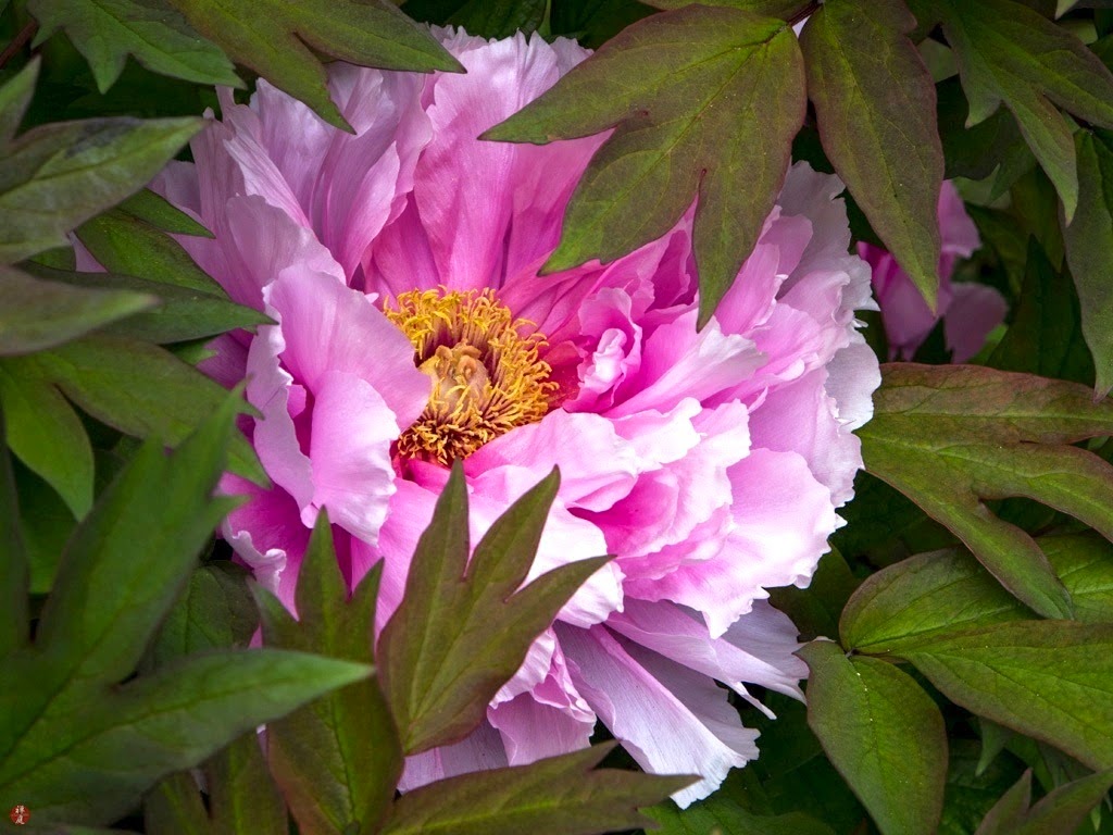 FROM THE GARDEN OF ZEN: Botan (peony) flower: Kencho-ji