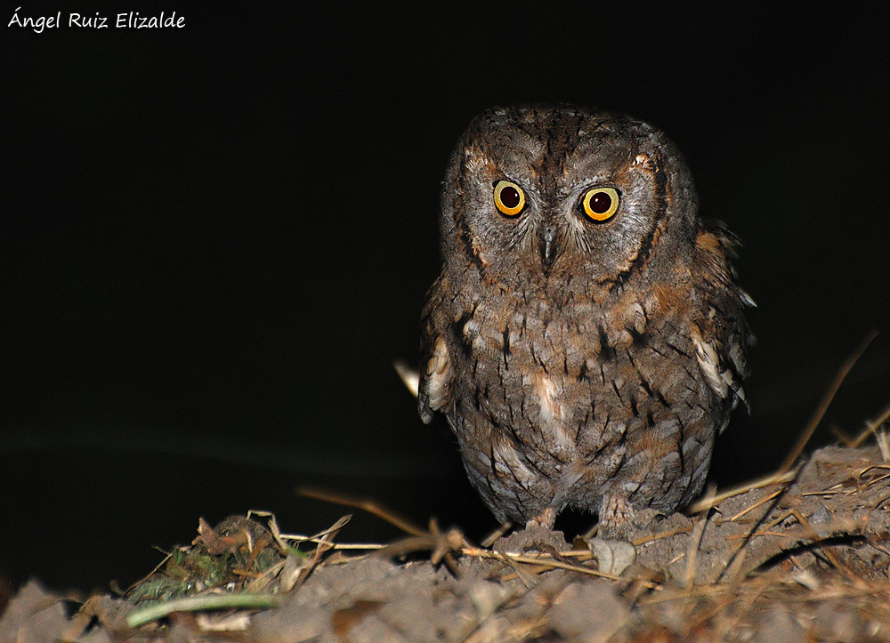 Aves de la Ría de Ajo: Autillo europeo (Otus scops) en Ajo...