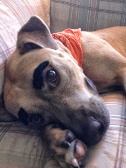 Dogs With Eyebrows (27 Pics) - STATIONGOSSIP