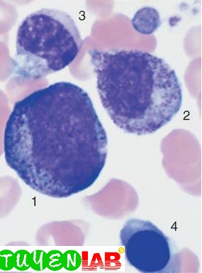 [Haematology] Normal Cells of the Blood and Hematopoietic Organs | Free ...