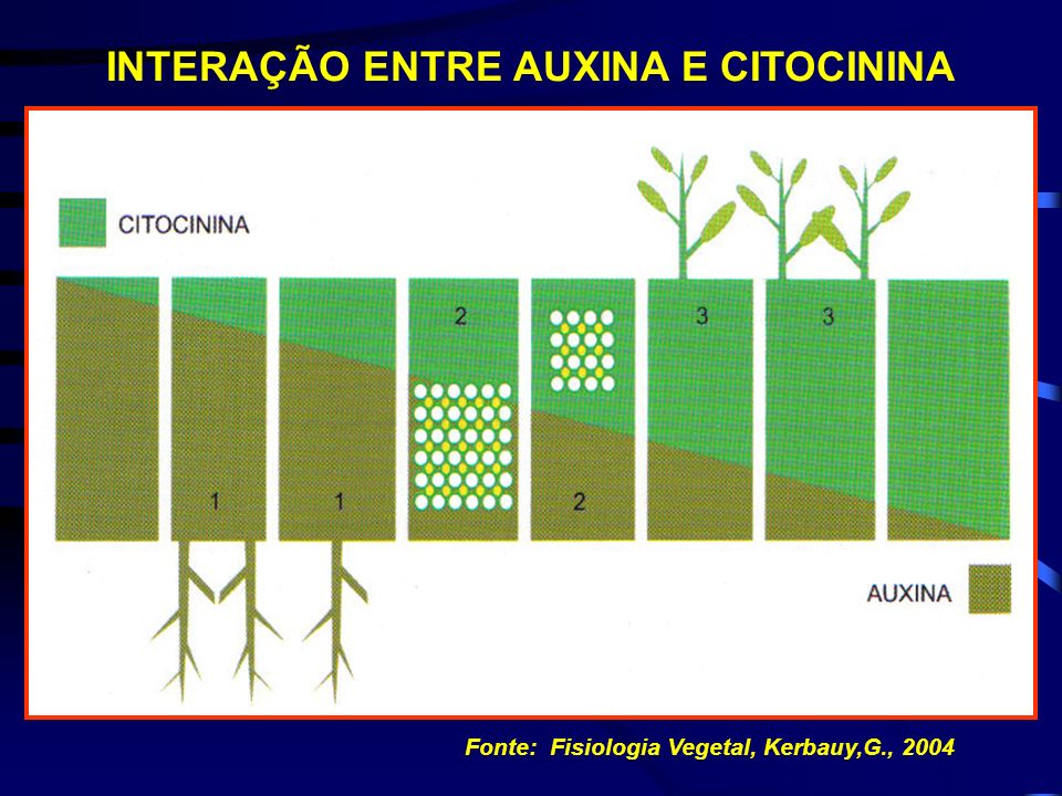 Asteraceae: Citocininas: reguladores de divisão celular.