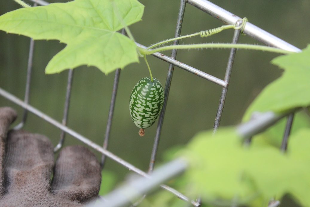 Kaksi Kasvihuonetta: Viidakkokurkku