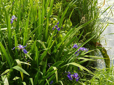 Life at the Annapolis Royal Marsh: Native wild iris