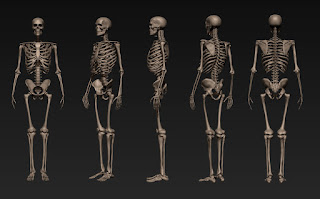 Hopen's blog: Human Anatomy!