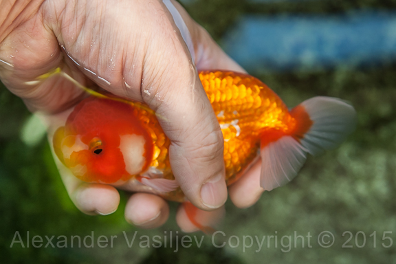 HIGH RANCHU: HOW TO HANDLE RANCHU