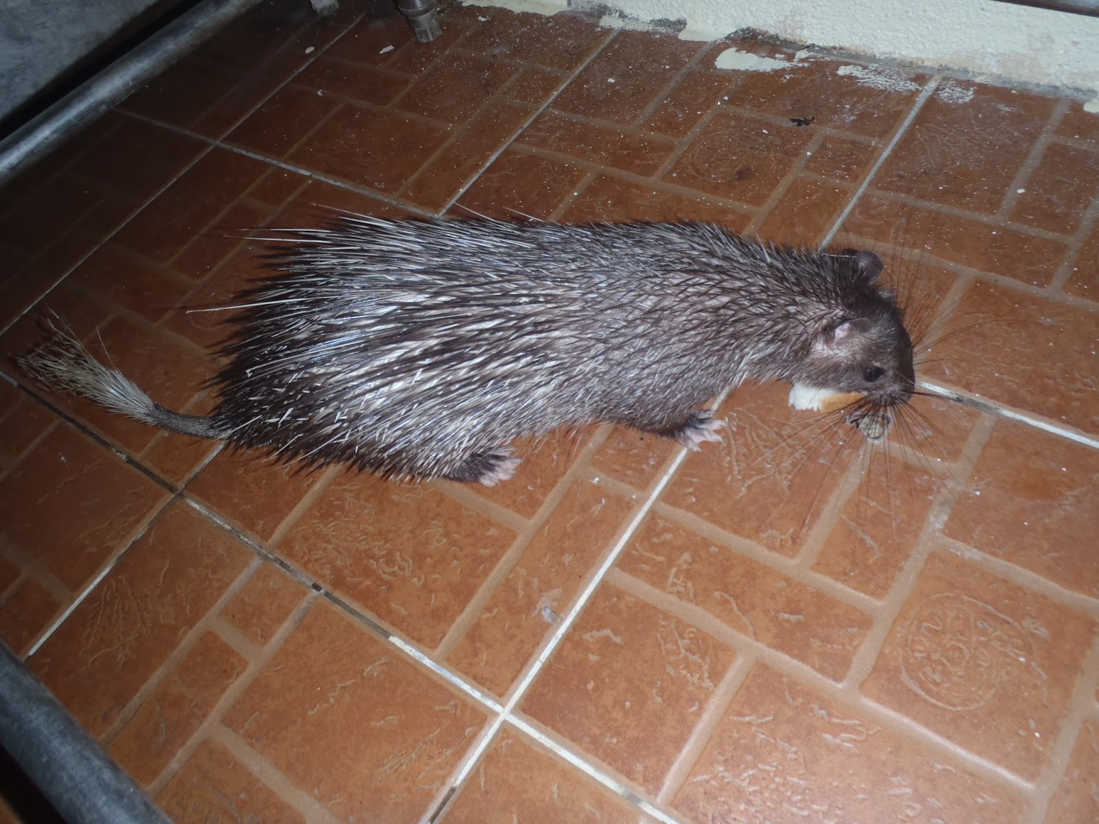 BIRD GROUP TAMAN NEGARA: Landak Raya