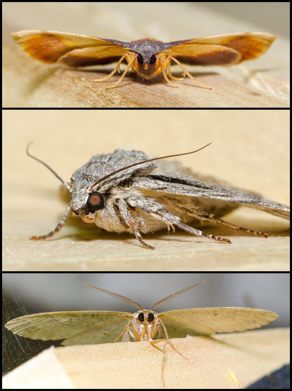 On the Subject of Nature: Some Magnificent Moths