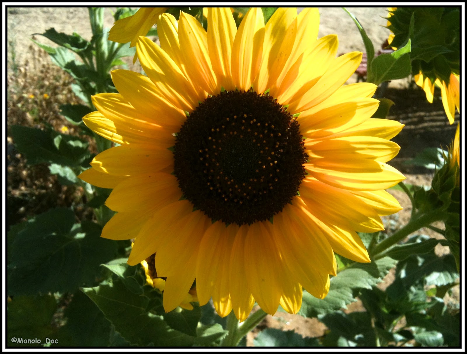 Manolo_Doc´s fotografía: Girasol