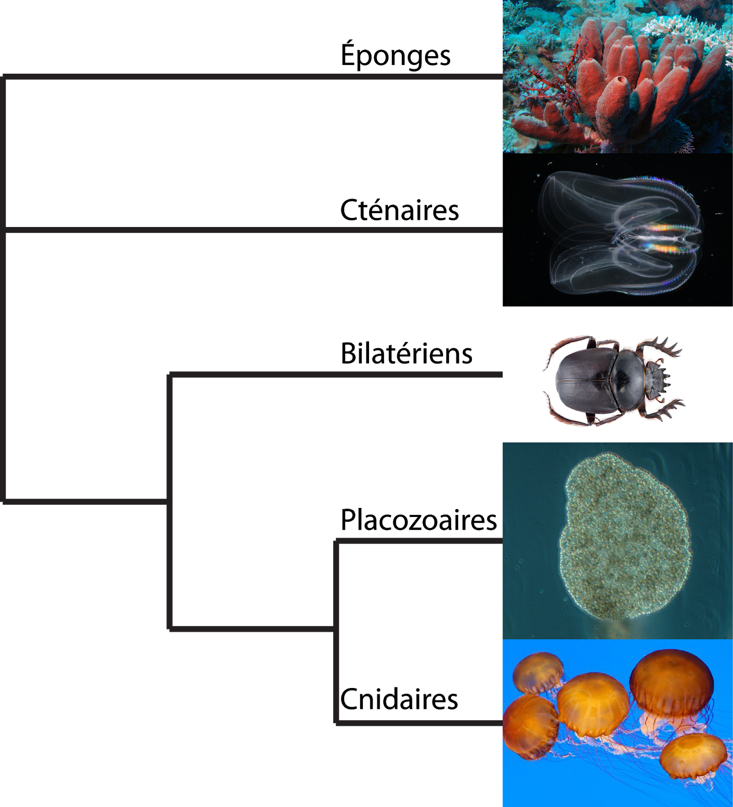 Les poissons n'existent pas: Les ramifications des nouvelles ...