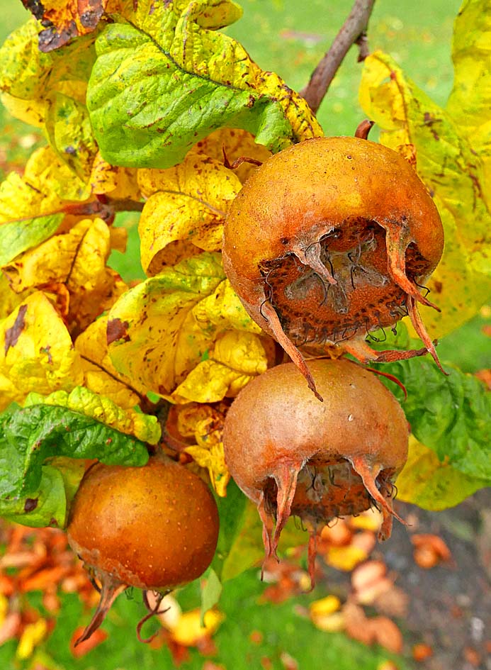 CABINET OF CURIOSITIES: Medlars