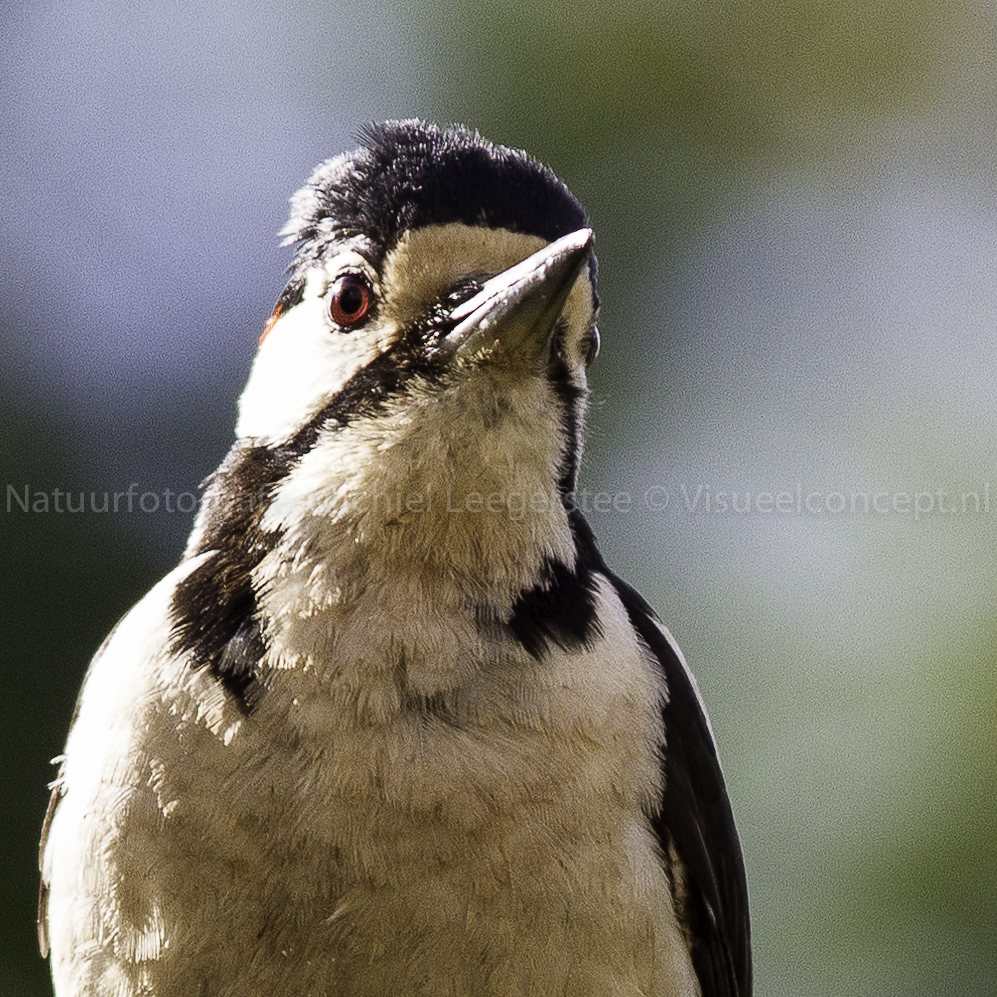 Belevingsfotografie: Woody Woodpecker | Grote bonte specht