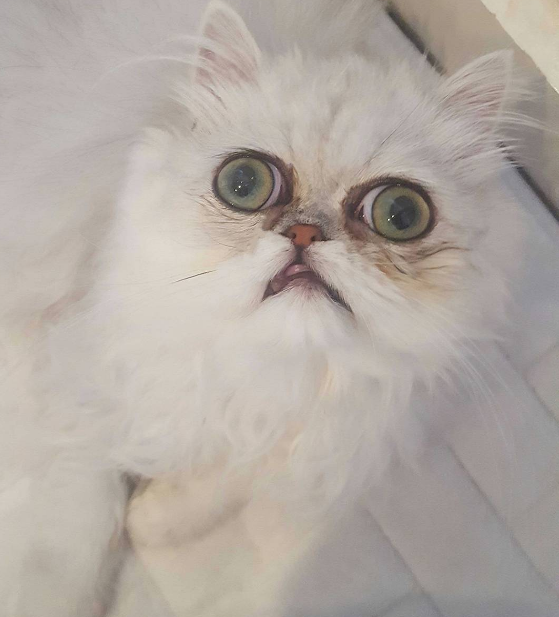 People Were Concerned About Wilfred The Cat, So We Got Answers - Best Pets