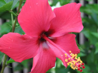 Deretan 50+ Nama Ilmiah Tanaman Bunga Sepatu Adalah Hibiscus Rosa ...